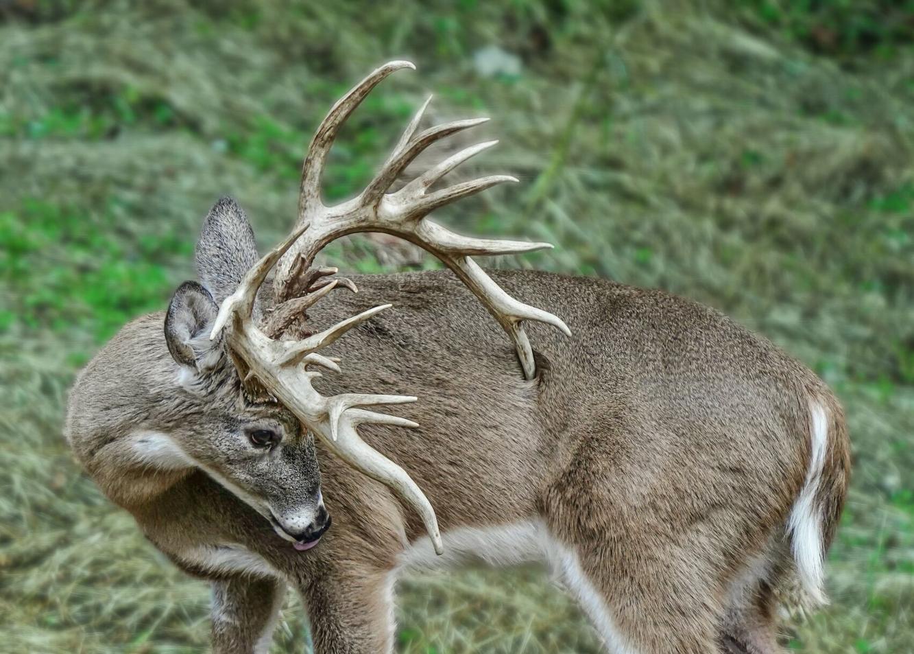 Hollywood Cemetery buck shooting provokes community outrage