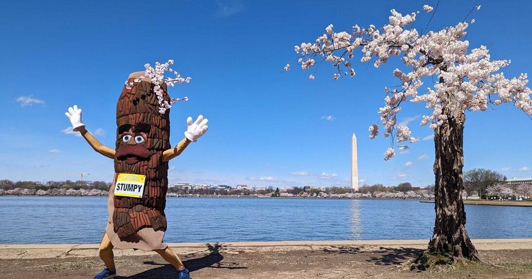 Stumpy among 100 iconic cherry trees in DC being cut down