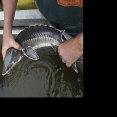 Giant sturgeons spotted in the James downtown