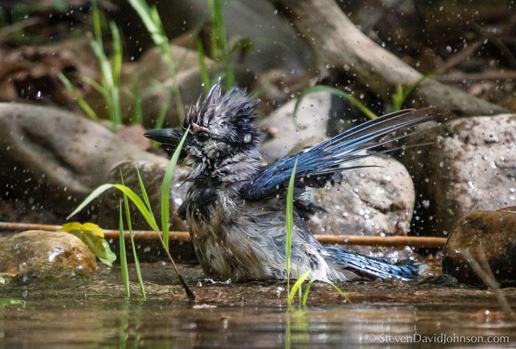 Conservation photographer advocates for environment