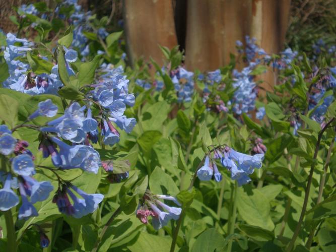 Nature Notes: the Virginia bluebell
