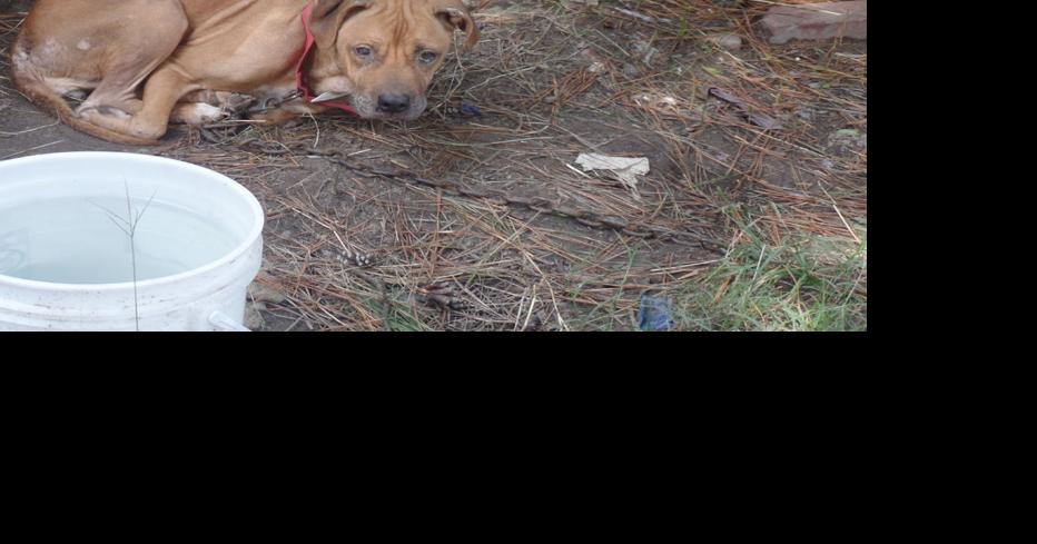 A. Barton Hinkle column: Virginia can do more to improve animal welfare