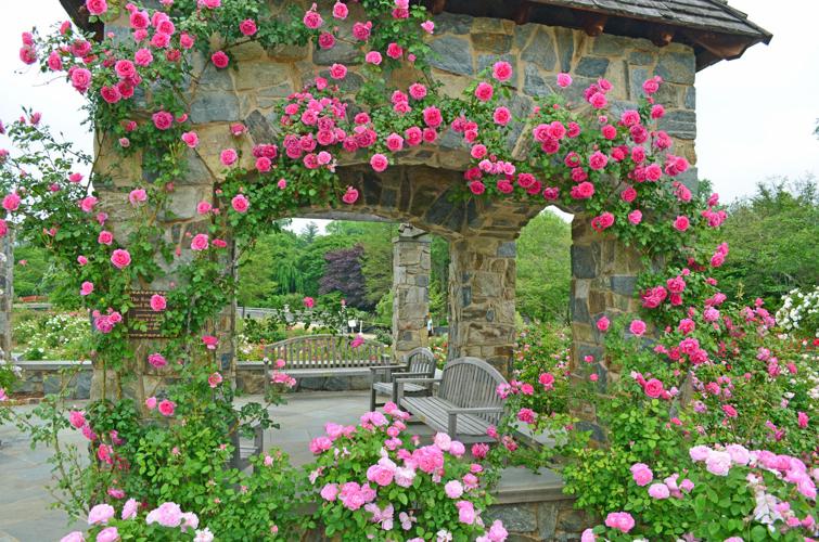 Rose Fest: Music, Flowers & Dance at Lewis Ginter This Weekend