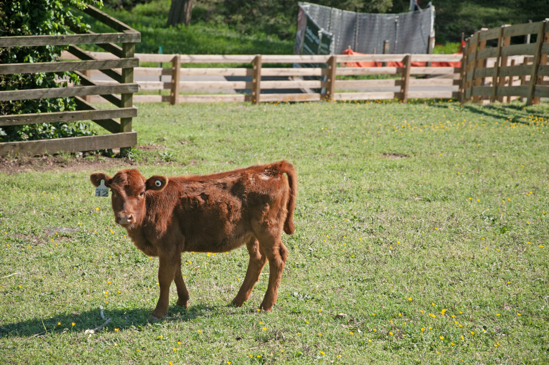 Meet Maddie, Maymont's new Irish Dexter calf
