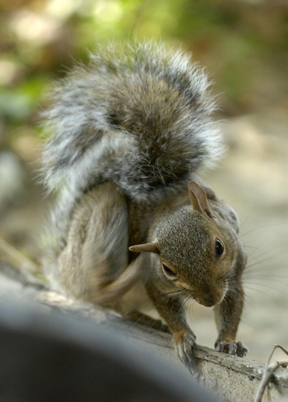 From the archive: 12 times ex RTD photographer Bob Brown took photos of squirrels