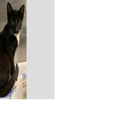 Cat set on fire, left for dead on Richmond Highway