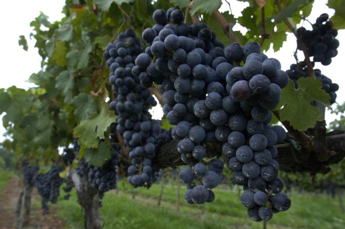 The Grapevine: petit verdot in Virginia