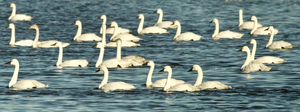 Flyways and Byways: The swan-song