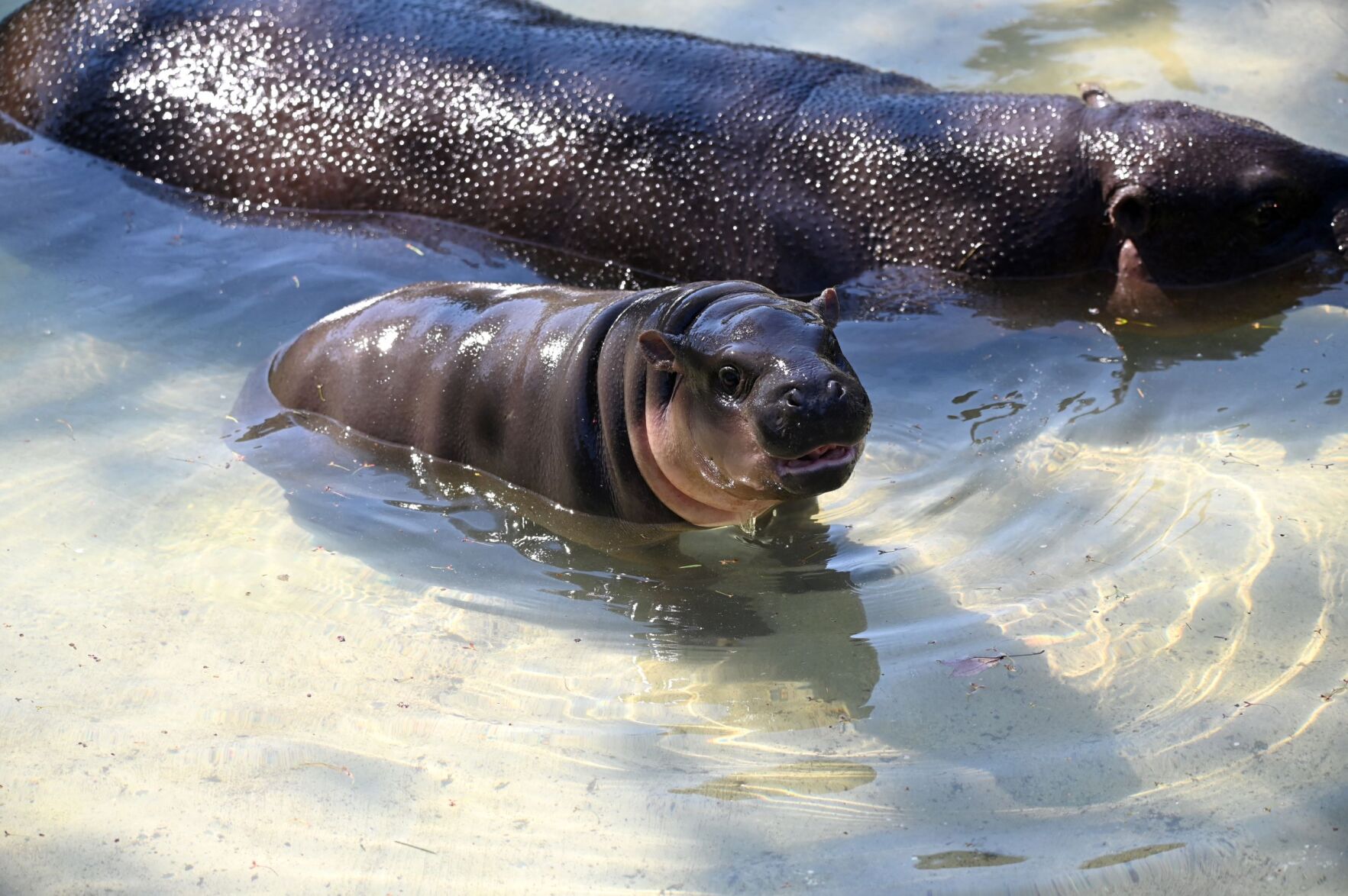 Poppy the pygmy hippo now on view at Metro Richmond Zoo