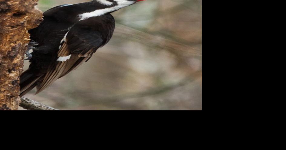 Here are the secrets of nature's headbanger