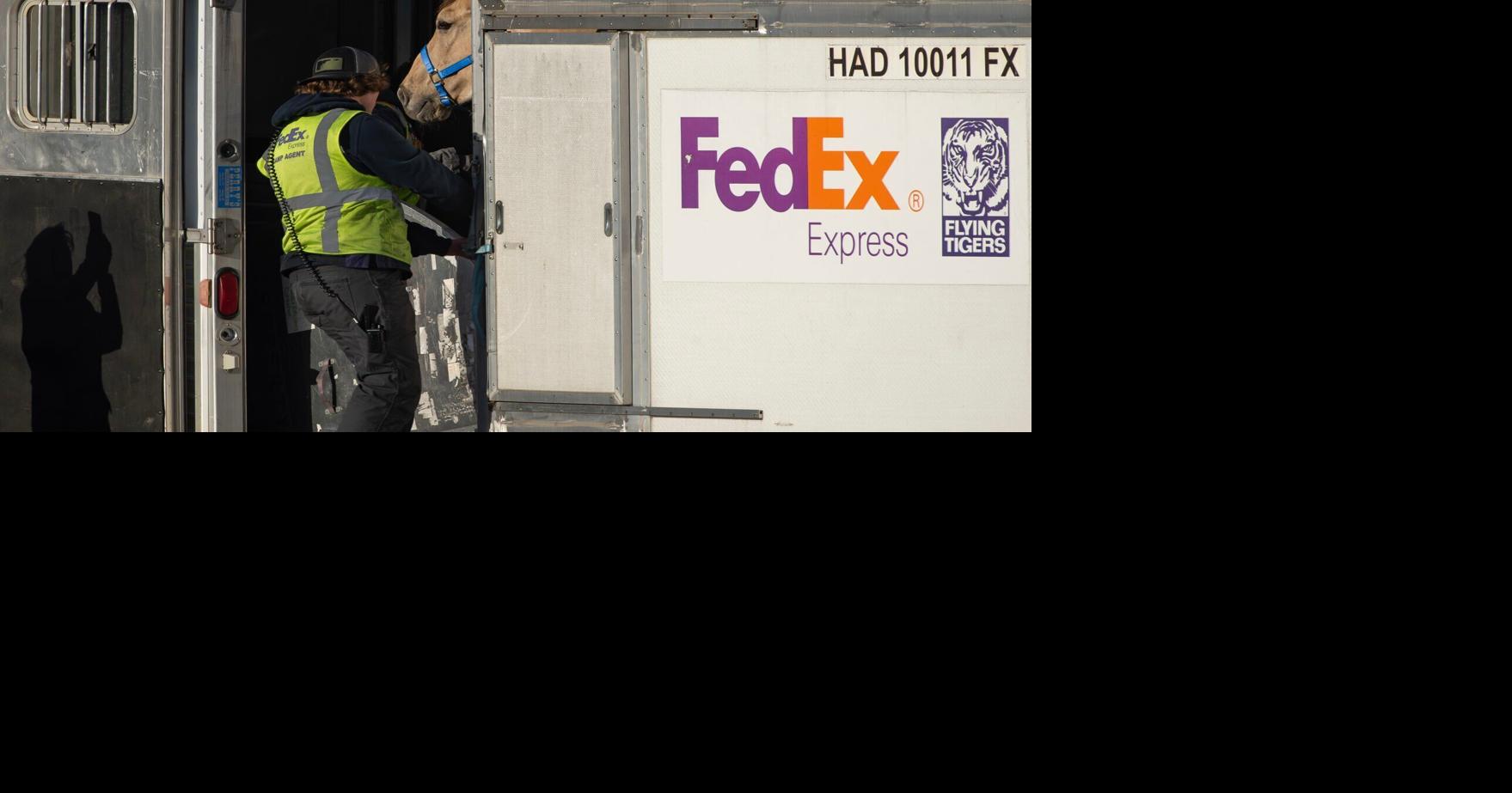 Photos: Horse flies FedEx to get new leg