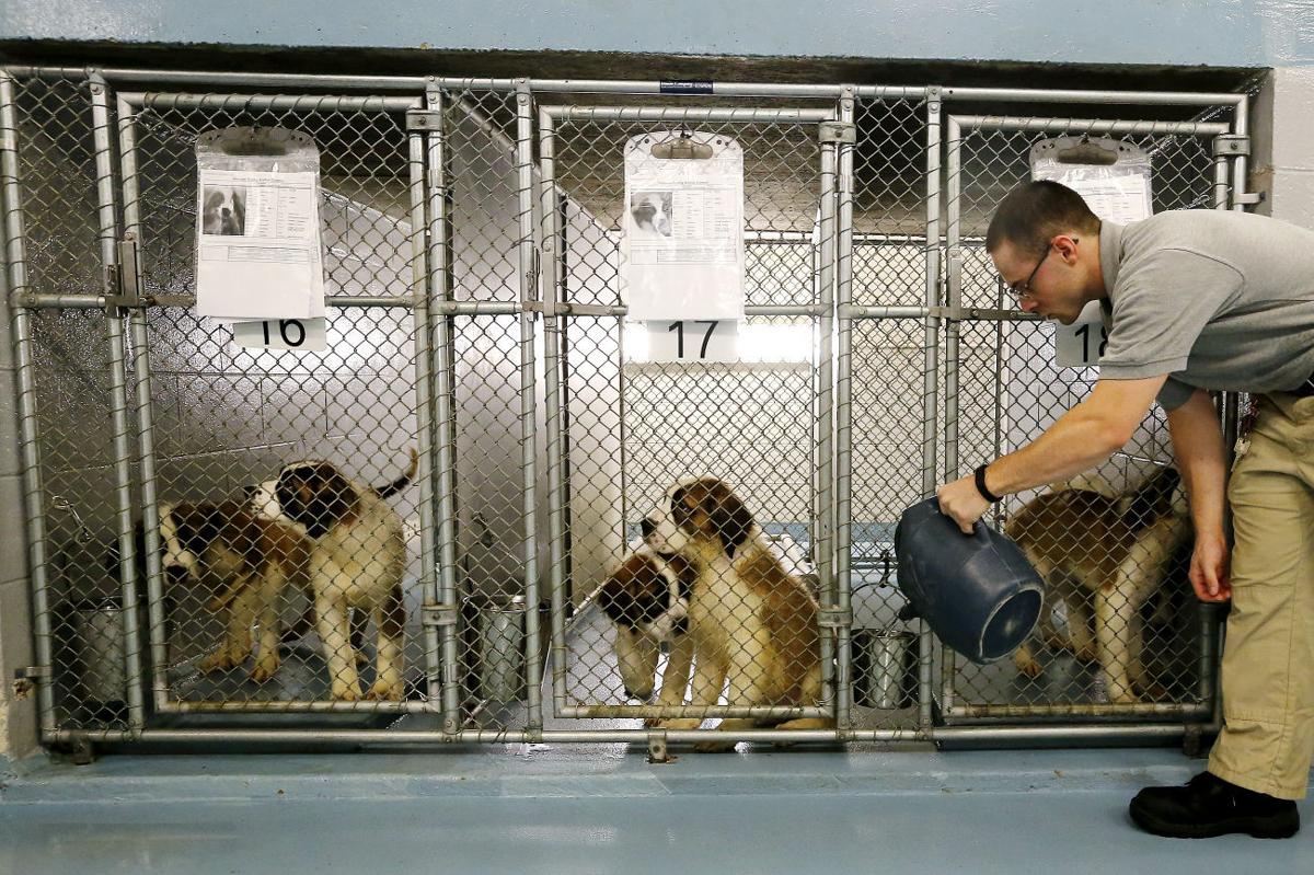 Animal lovers flock to Hanover shelter to adopt dozens of mistreated ...