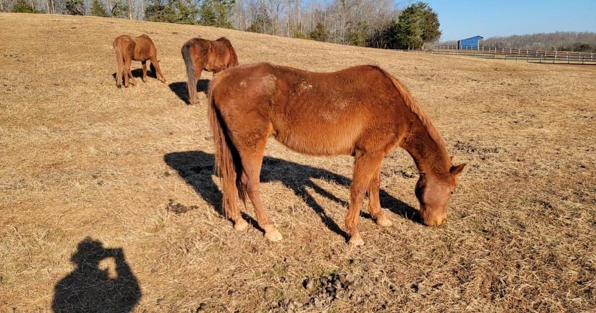 VA horse farm owner indicted on 13 counts of animal cruelty