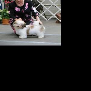 Powhatan pooches earn top honors on dog show circuit