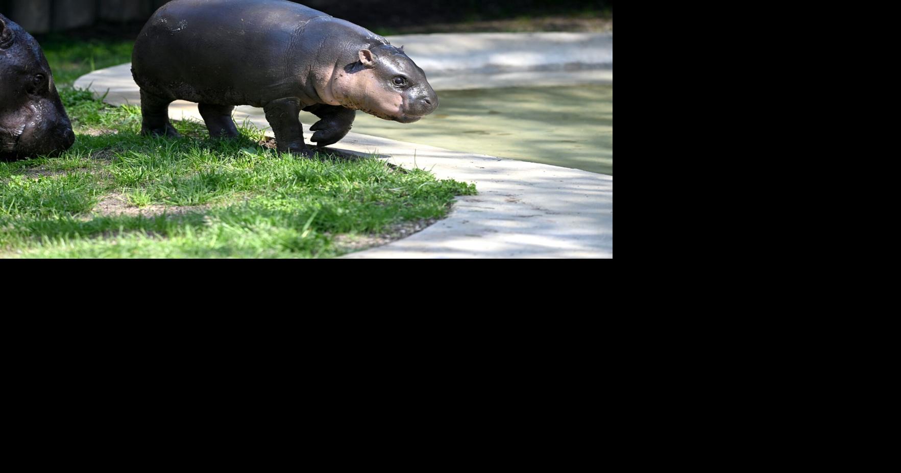 Poppy the pygmy hippo now on view at Metro Richmond Zoo