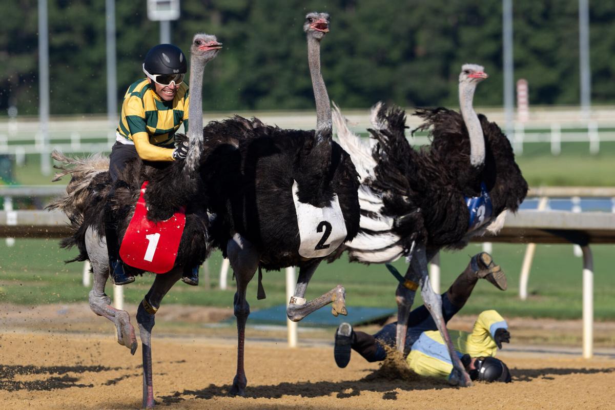 zebra racing colonial downs
