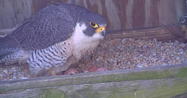 Richmond’s rare falcons trying again to raise family