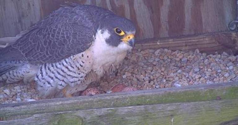 Richmond’s rare falcons trying again to raise family