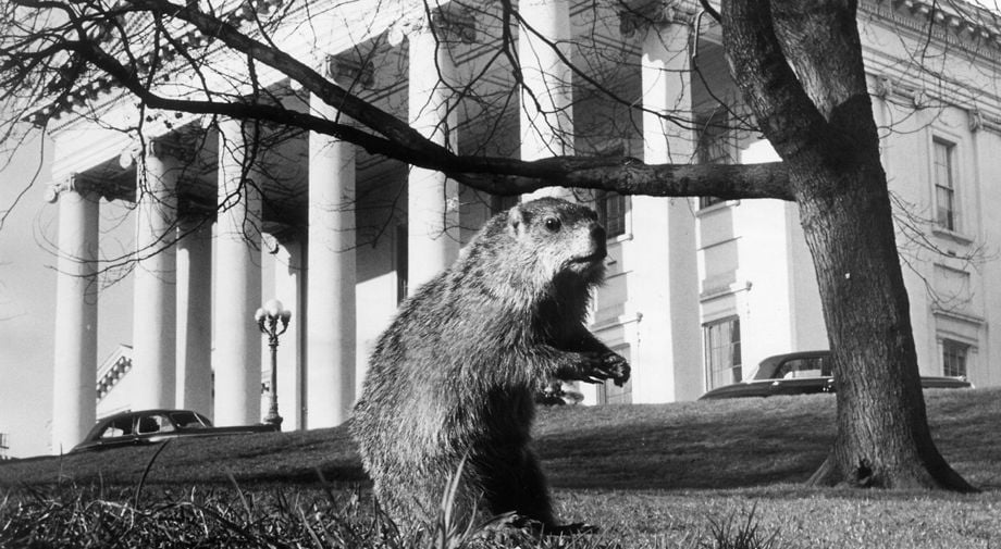 From the RTD archive: Groundhog Dies Before Making Annual Forecast (1954)