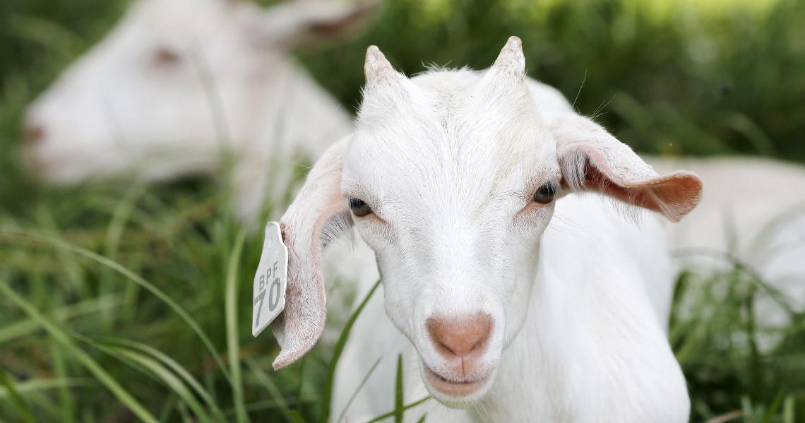 PHOTOS: Goat Busters at the Carillon