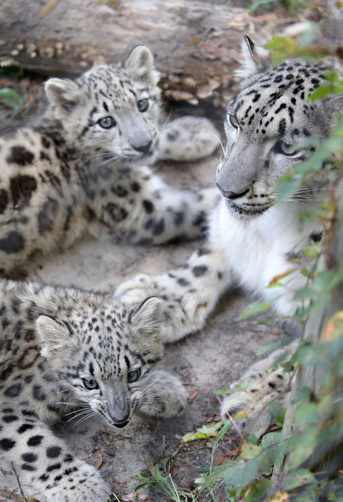 Snow leopard cubs go on exhibit at the Metro Richmond Zoo ...