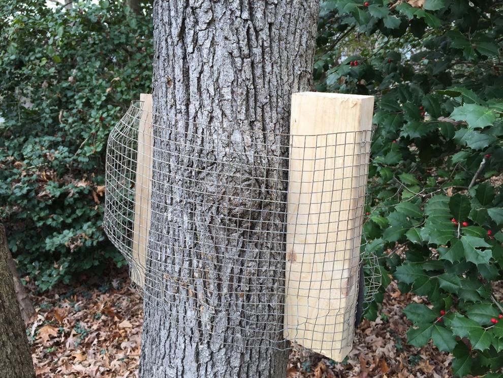 Gardening Q&A with Richard Nunnally: Use a wire barrier to protect ...