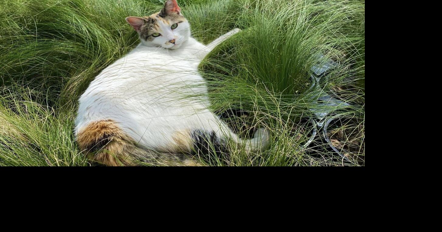 Francine Fest celebrates Francine the cat's return