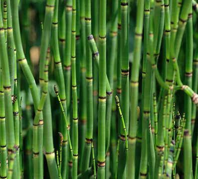 Reeds: Aquatic plants that live on the edge
