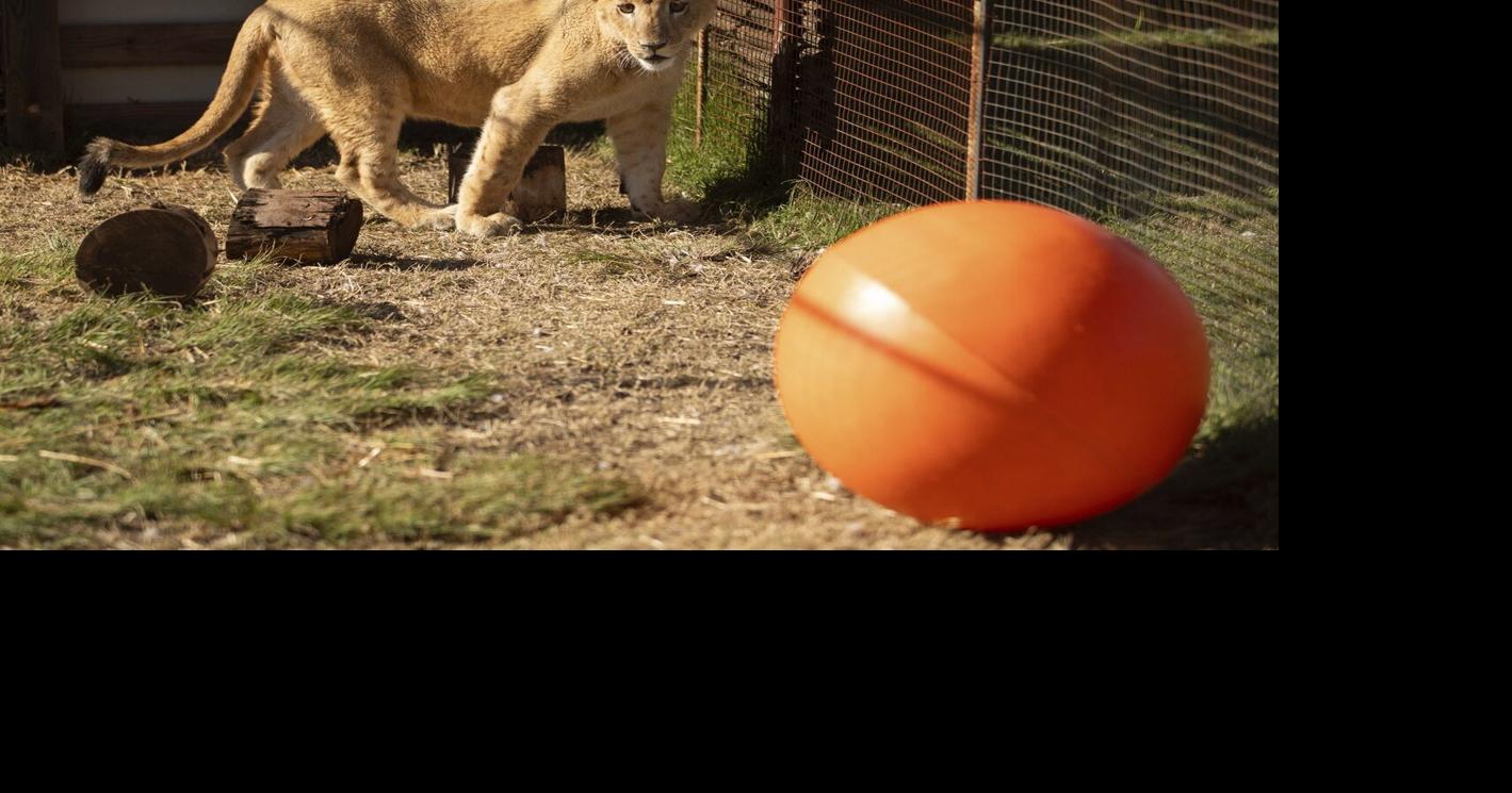 Freya the rescued cub shines light on African lion trade