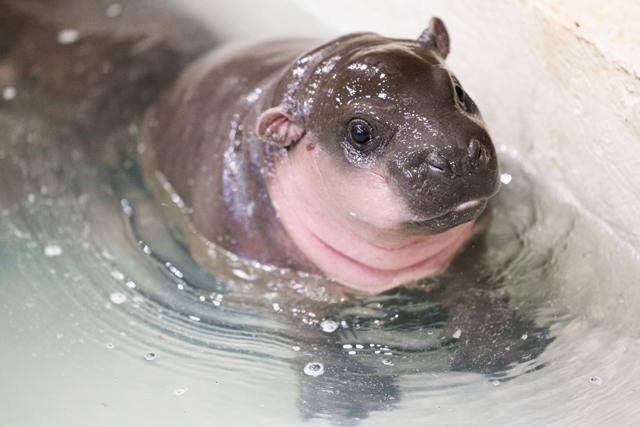 Pygmy hippo live stream at Metro Richmond Zoo