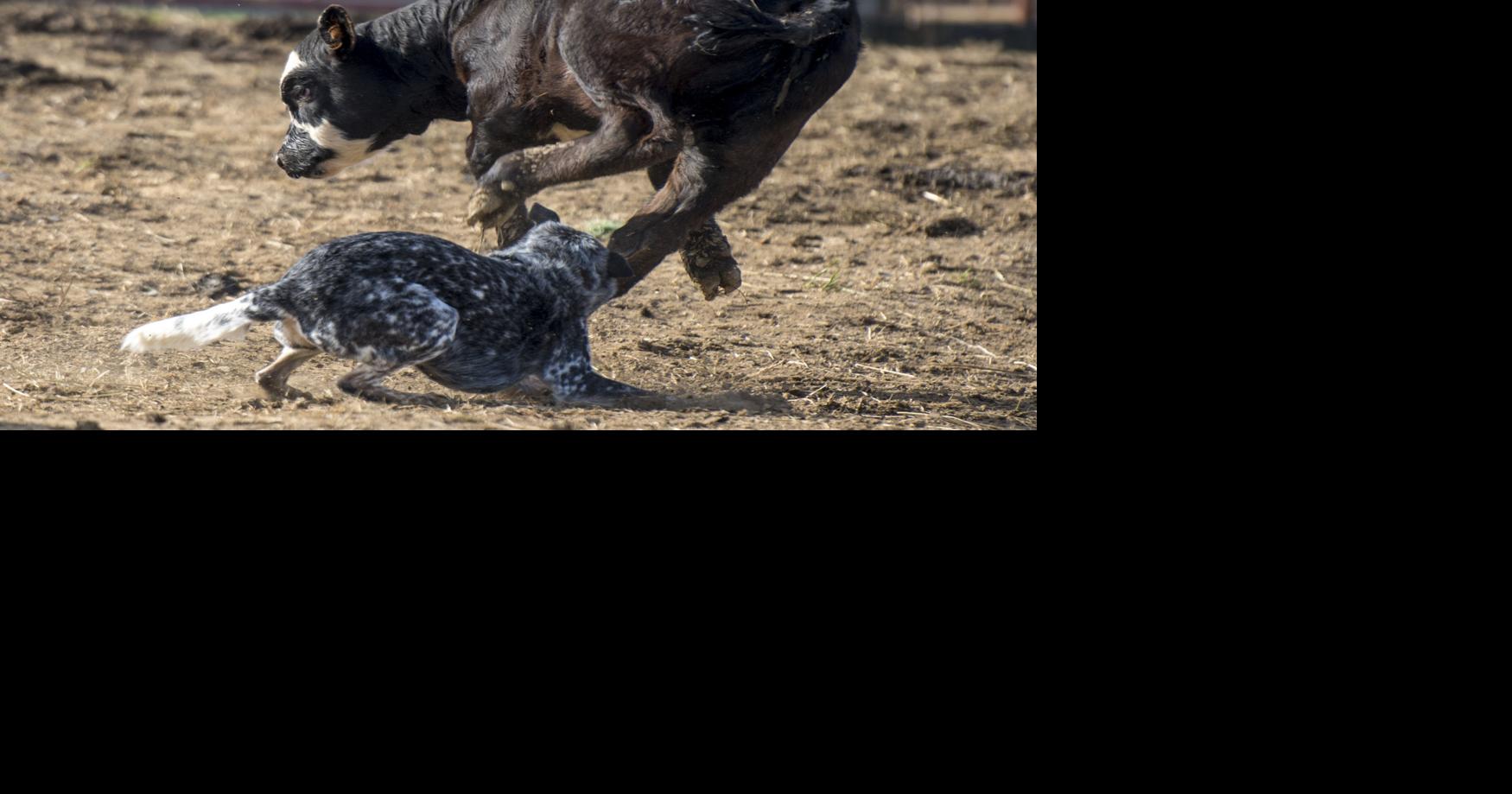 'Lost Art' of the cattle dog still found in the valley