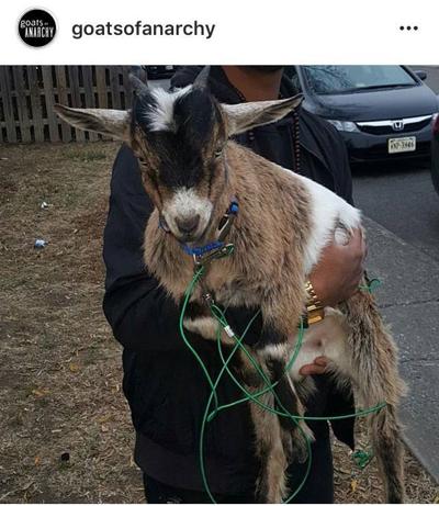 Radford goat investigation: Final suspension lifted, fraternity leaders ...