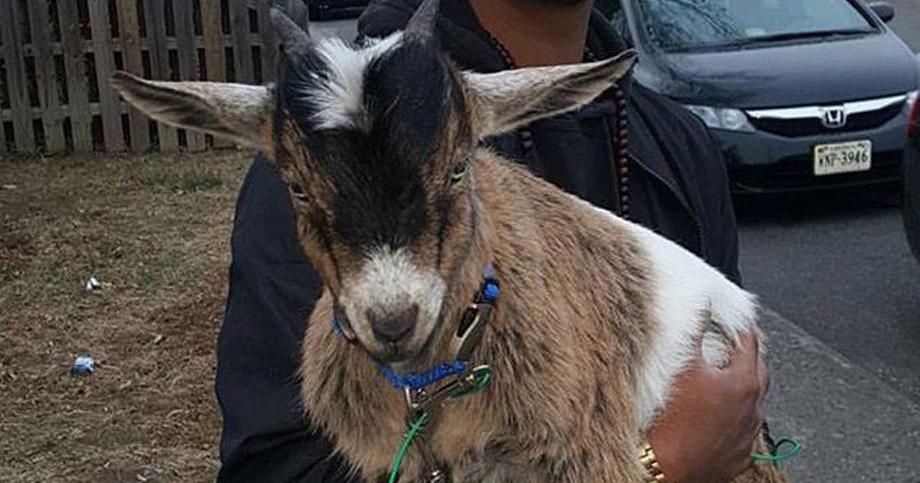 Radford goat investigation: Final suspension lifted, fraternity leaders ...