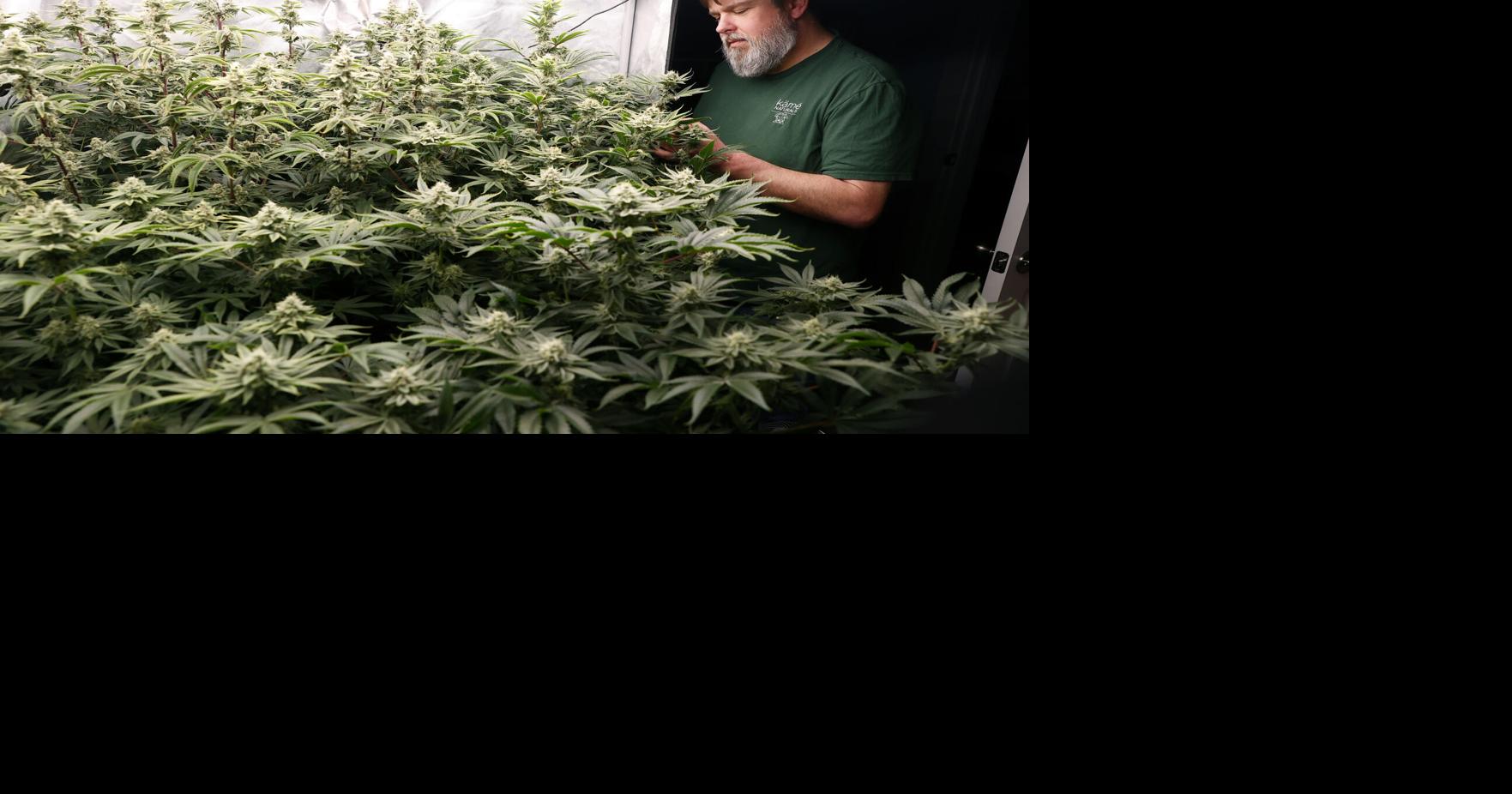 VA hemp bills divide medical associations, industry members