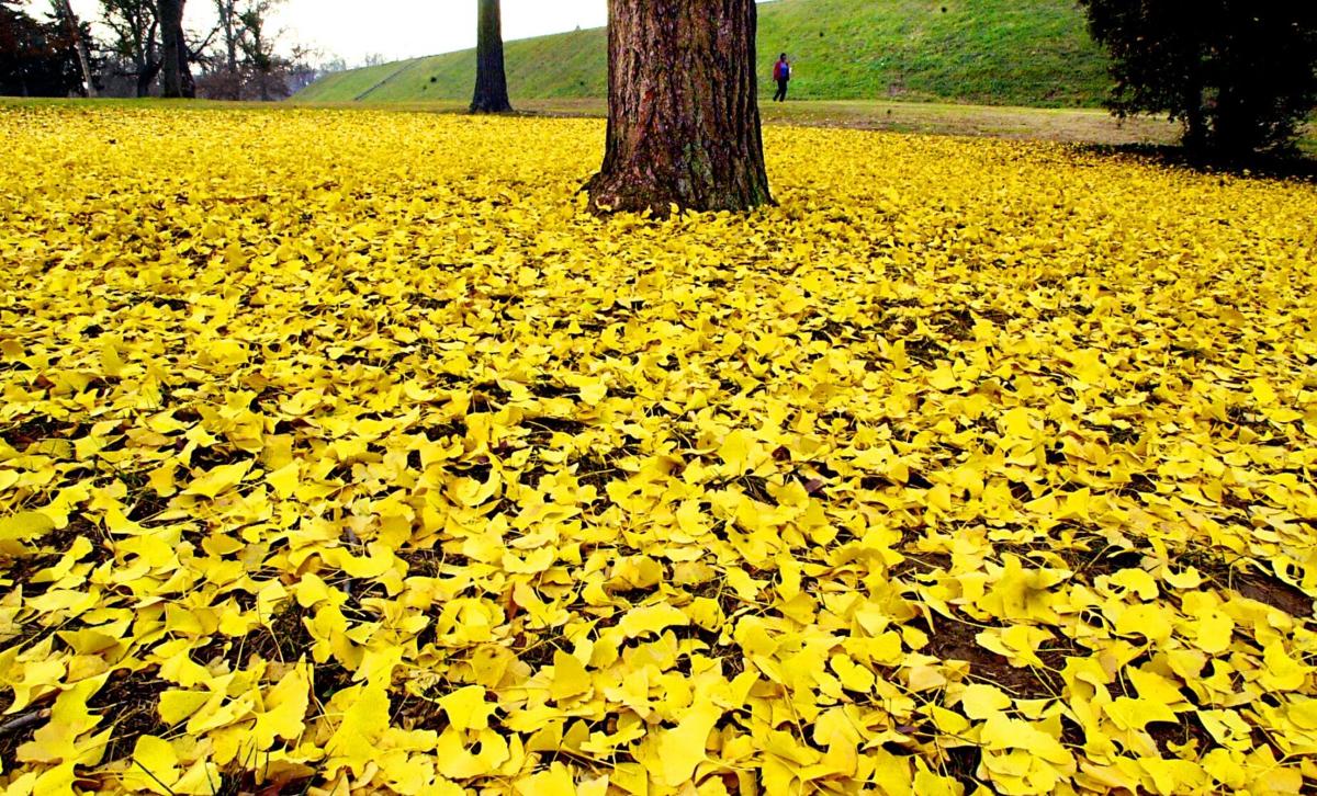 12 beautiful photos of fall in Richmond to make your leaf-blowing more ...
