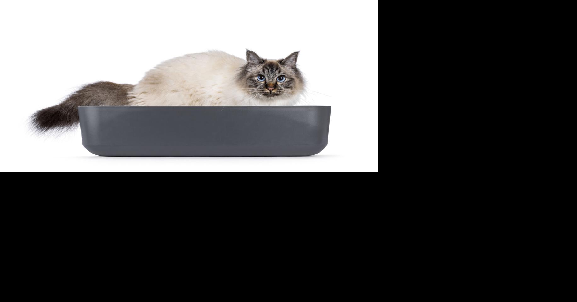 LIFE-my-pet-world-DMT