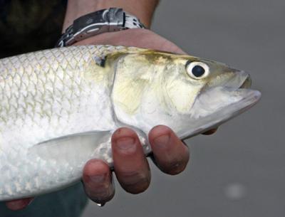 Despite decades of help, shad is still in trouble