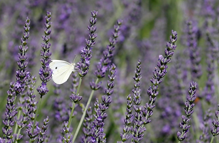 White Oak Farm | Local News | richmond.com