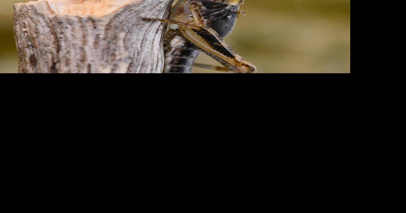 Gravity affects insect blood flow like in humans, says study with ...