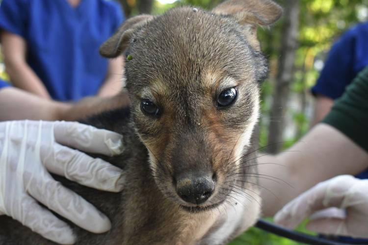 Endangered red wolf pups thriving at Mo. wildlife reserve
