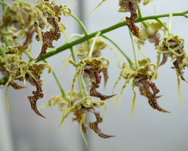 Orchids: Dendrobium spectabile always draws a crowd at shows