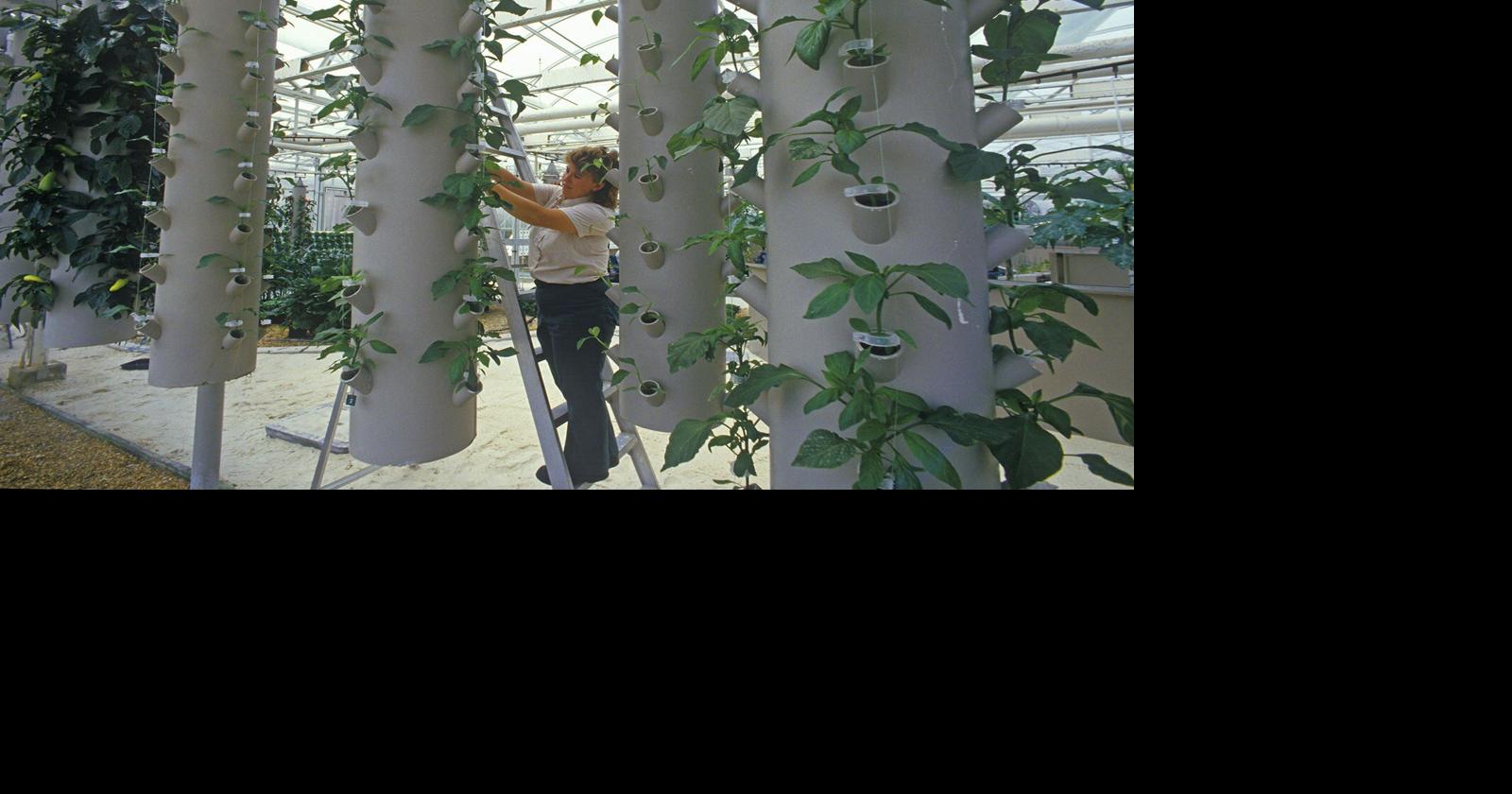 California firm says it will build world's largest vertical farm in ...