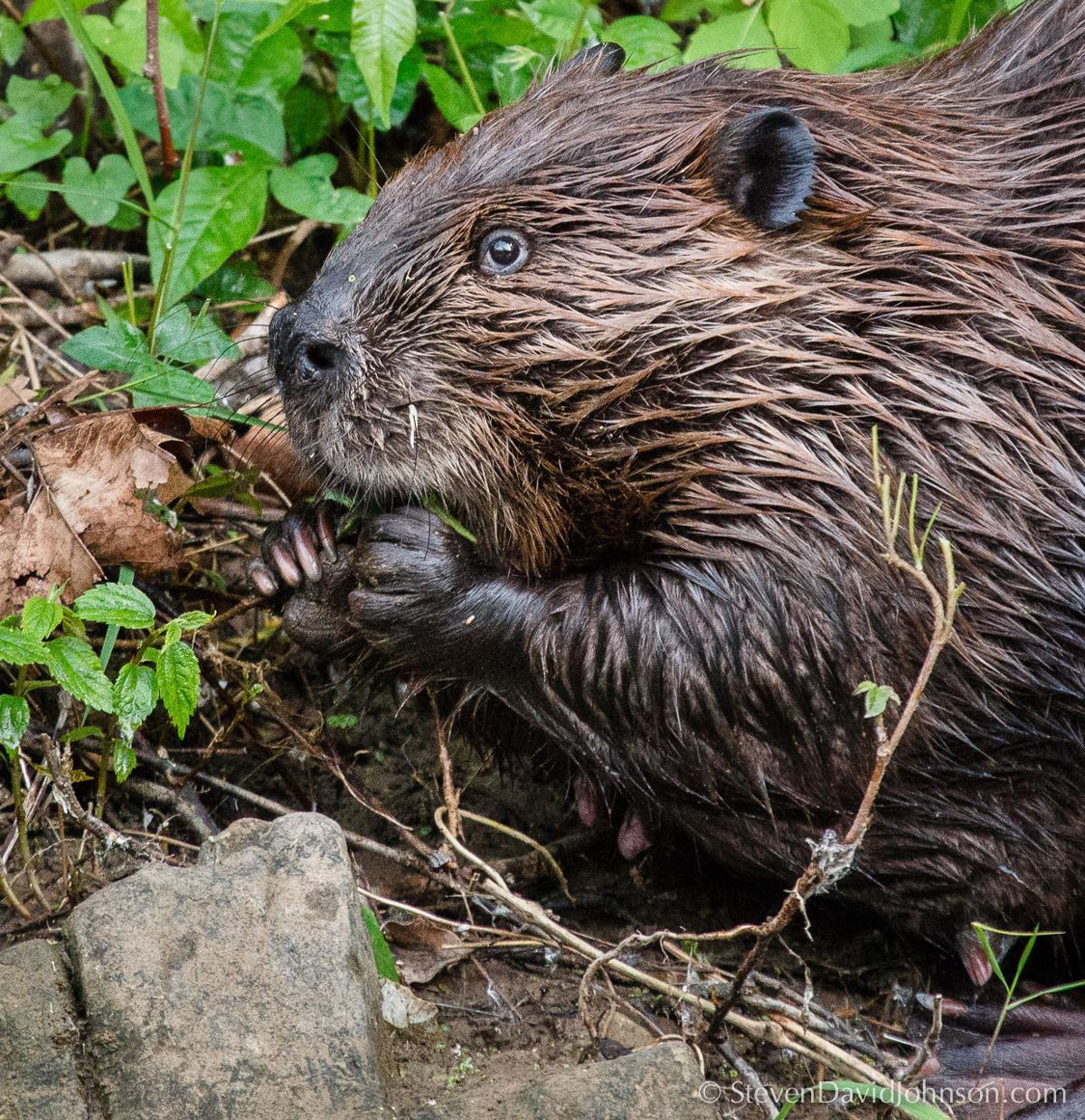 PHOTOS: The natural world | | richmond.com