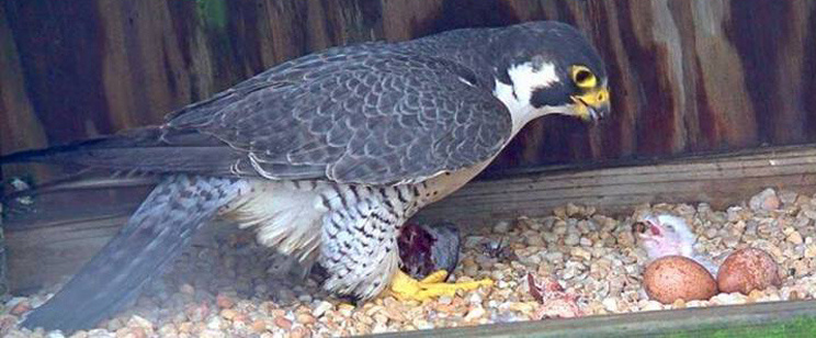 2 chicks hatch for falcons nesting in downtown Richmond