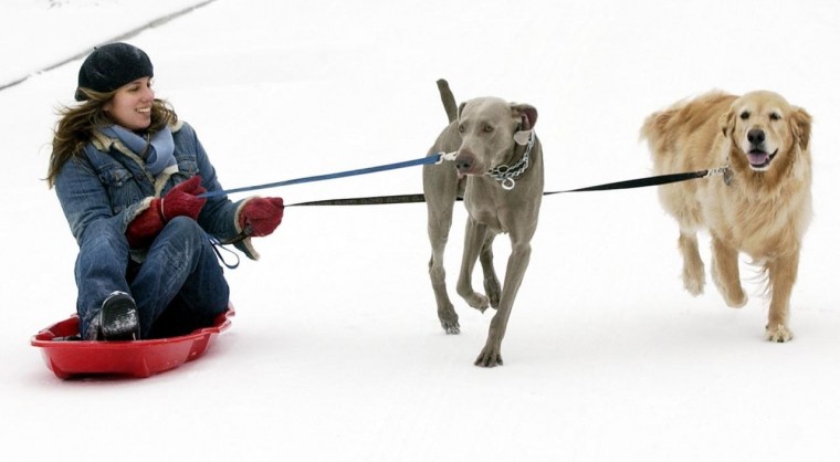 Best Makeshift Sleds