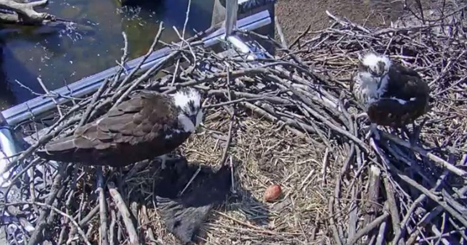 Stars of RVA Osprey Cam are tending eggs