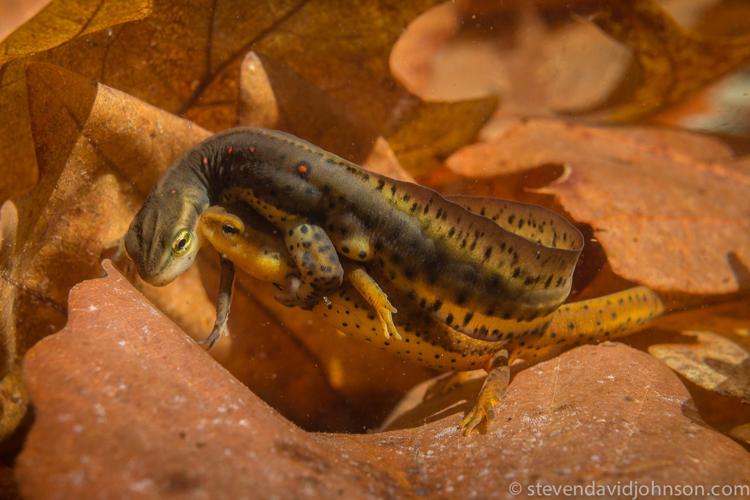 Conservation photographer advocates for environment