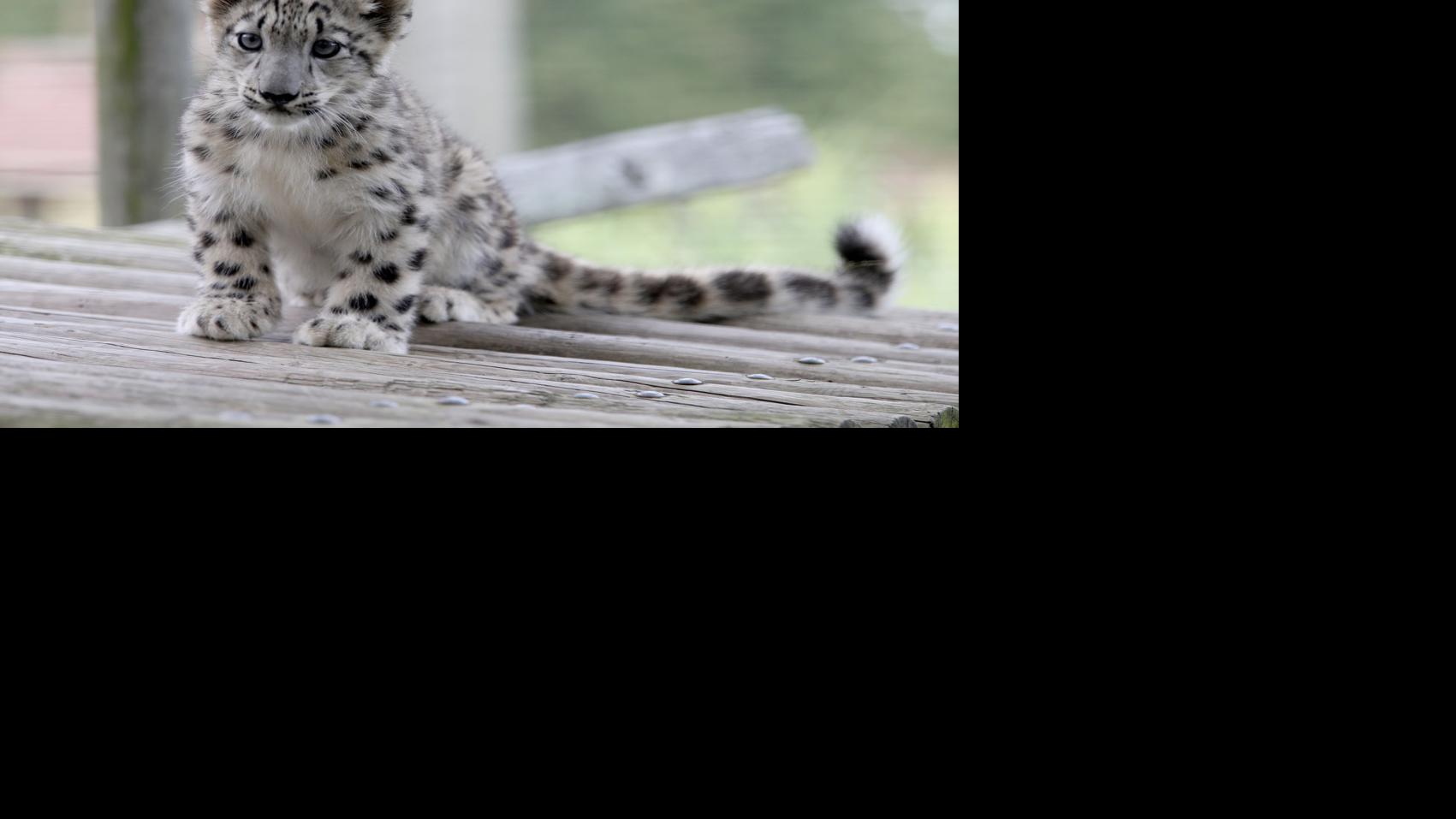 Snow leopard cubs go on exhibit at the Metro Richmond Zoo ...