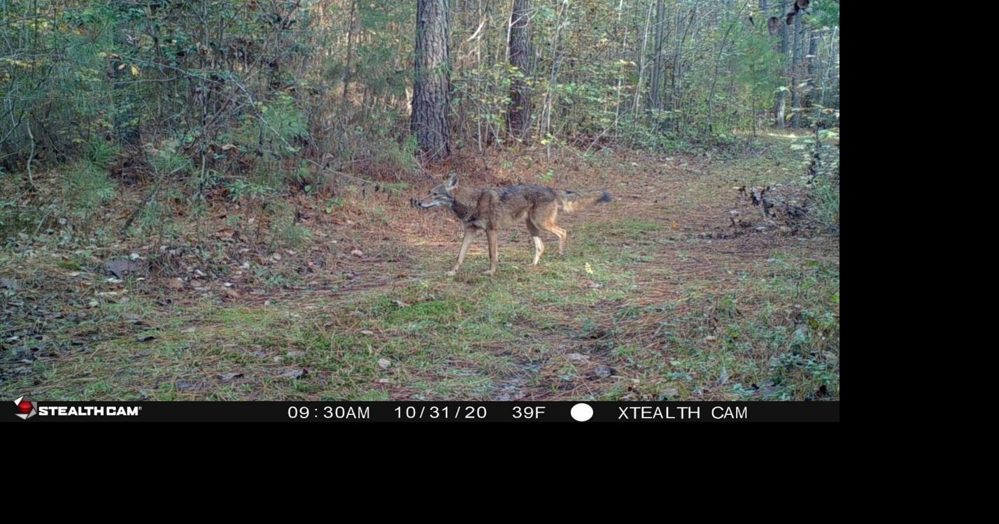 Virginia: USDA plans higher cap on coyote take