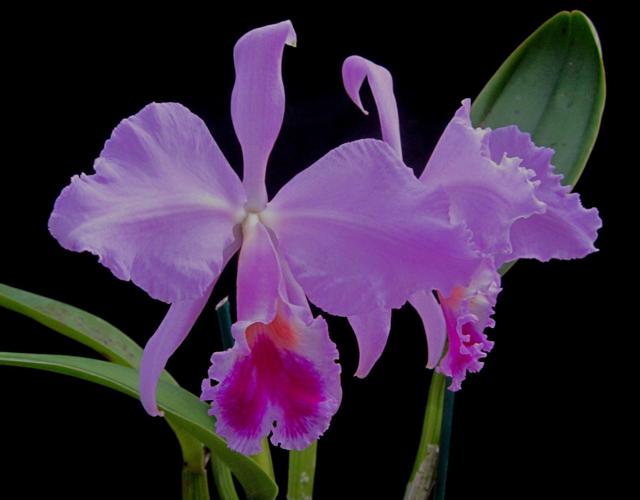 Cattleya Flowers Art Studio | Best Flower Site
